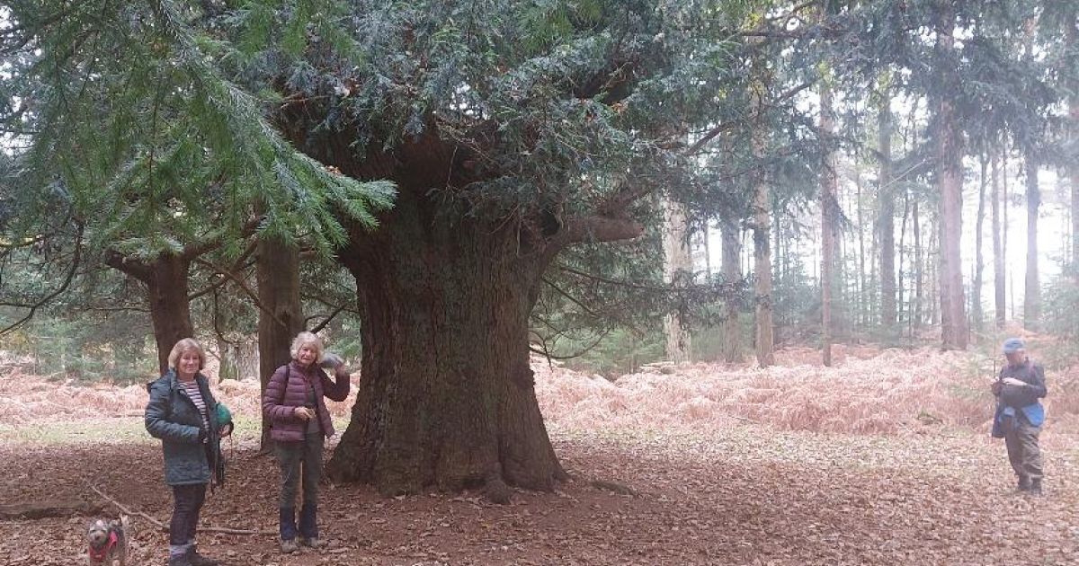 THE EAGLE OAK AND KNIGHTWOOD OAK - Ramblers